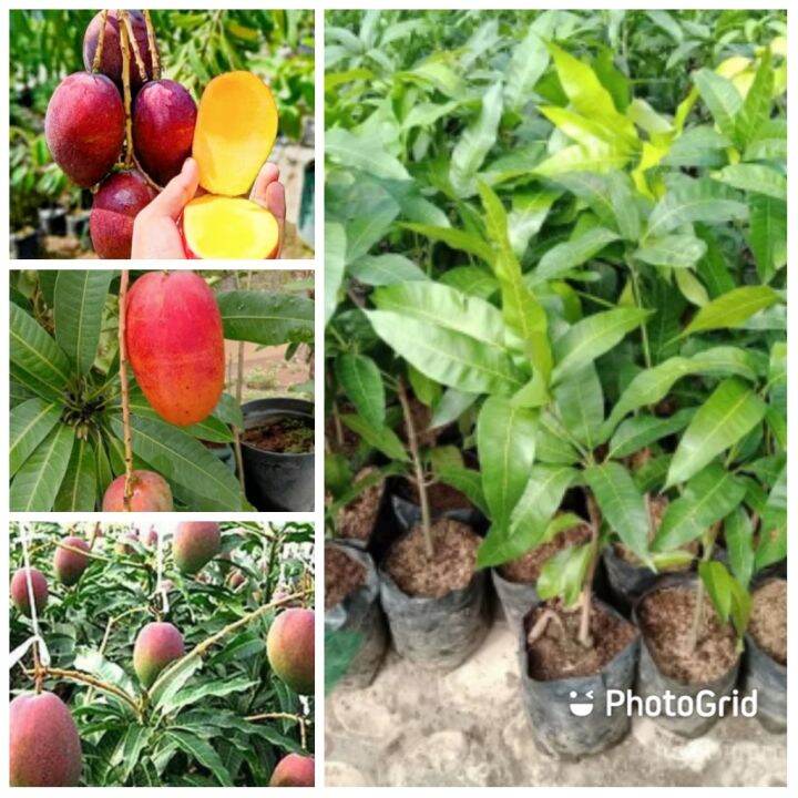 Bibit mangga Miyazaki | Lazada Indonesia