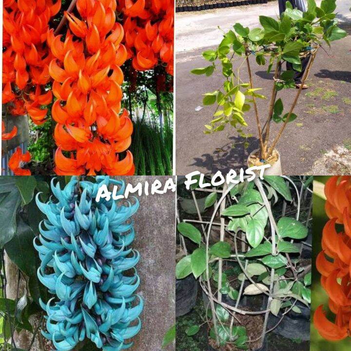 Tanaman jade flame atau flame of irian warna orange dan biru | Lazada ...