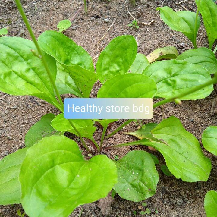 Daun Ki Urat Atau Daun Sendok Segar 1 Kg | Lazada Indonesia