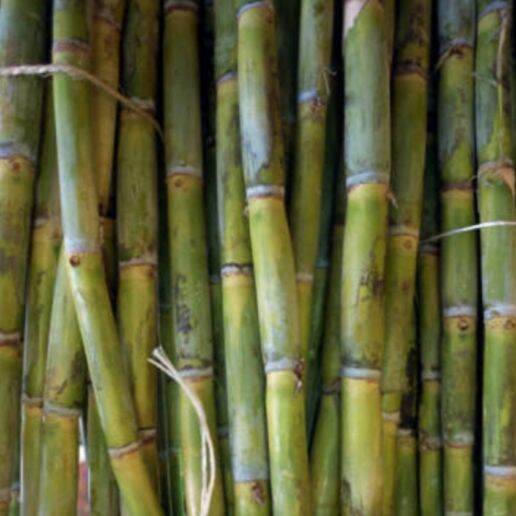 benih tebu hijau | Lazada Indonesia