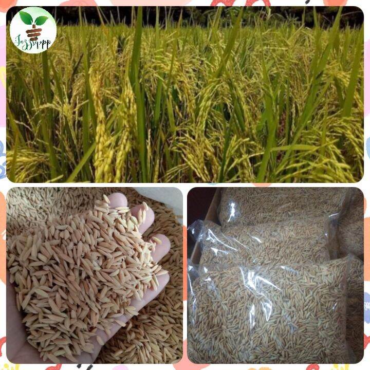 Palay Seeds (Binhi) 1kilo 402 Variety | Lazada PH