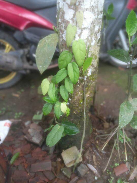 kemukus setek melada cepat berbuah | Lazada Indonesia