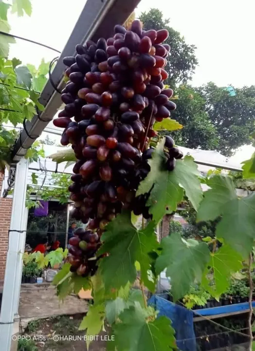 paket hemat 2 bibit anggur import varian gozv hasil stek batang ...