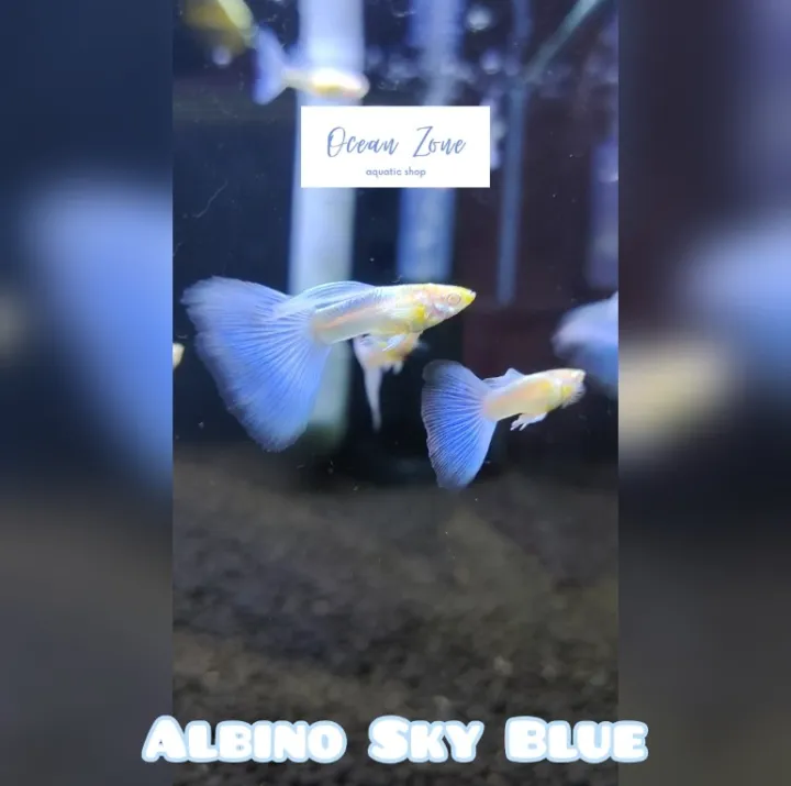 【Ocean Zone】Albino Sky Blue Guppy (1 Pair) Pure Strain – Ikan Guppy ...