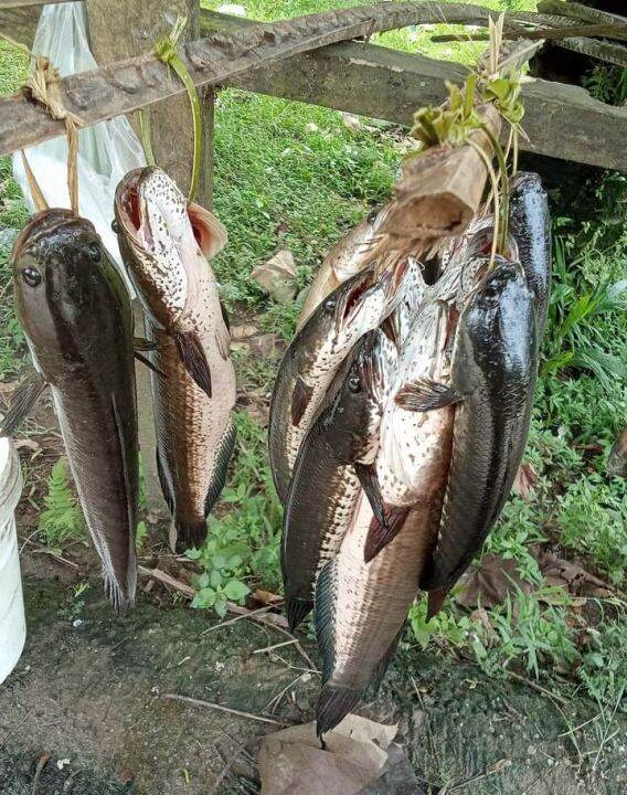 Ikan Gabus ,Di Kirim Sudah Di Goreng (0,5 Kg Mentah/Segar) | Lazada ...