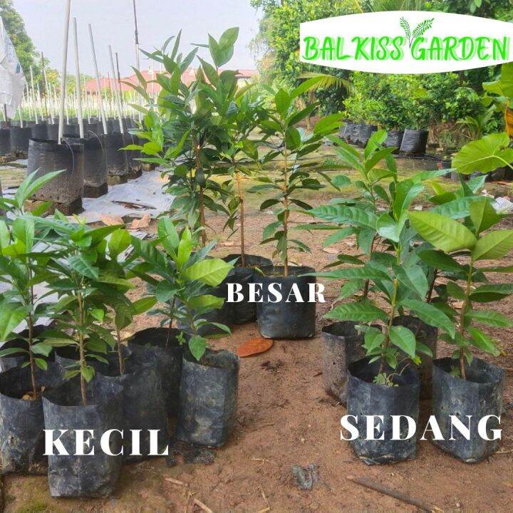 Anak Pokok Daun Salam atau Serai Kayu atau Samak | Lazada