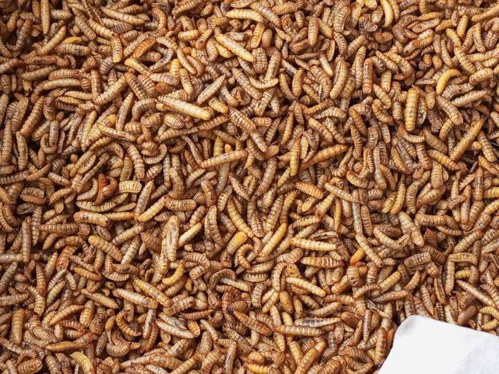 Dried Maggot/Magot kering/1kg | Lazada Indonesia