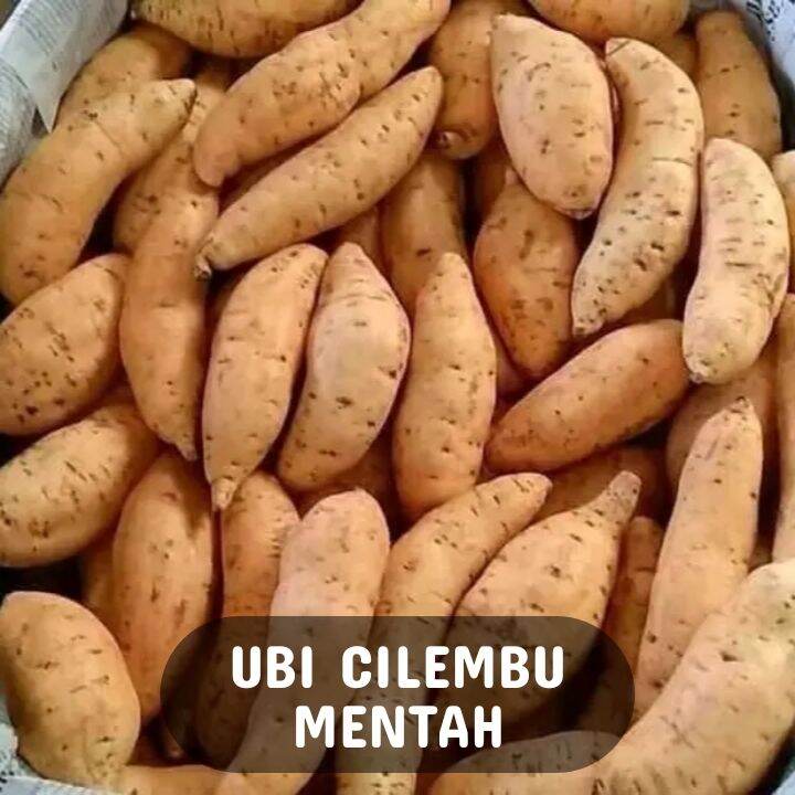 UBI CILEMBU MENTAH UBI JALAR CILEMBU MANIS SEGAR PULEN UBI CILEMBU MADU ... UBI CILEMBU MENTAH UBI JALAR CILEMBU MANIS SEGAR PULEN UBI CILEMBU MADU ...