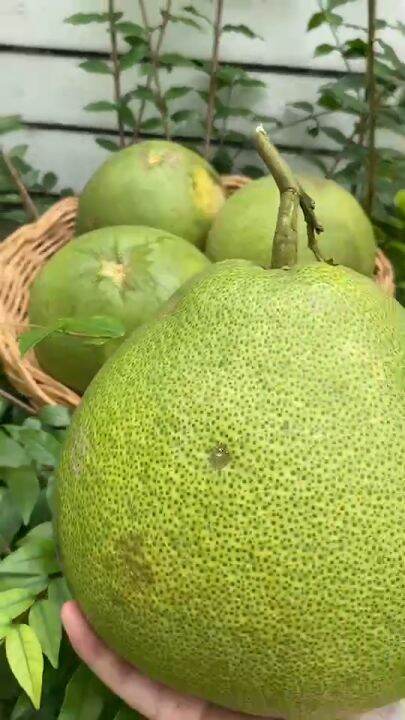 Pomelo 6ลูก ส้มโอขาวน้ำผึ้งแท้ คัดทุกลูกจากสวนนครปฐมขนาด14นิ้ว(วัดรอบลูก) รสหวานอมเปรี้ยมเนื้อ ...