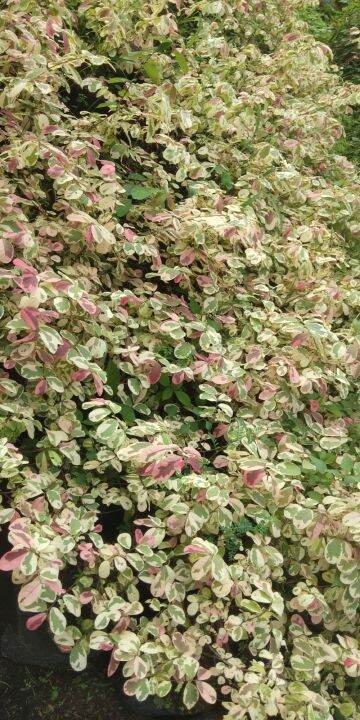 monaica live plant. my ugat napo yan po actual pic nya. ang ganda po ...