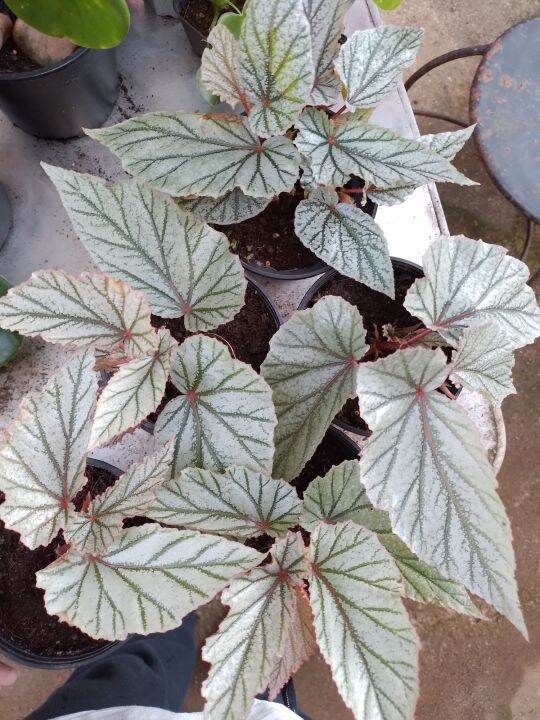 Begonia Don Miller @ Frosty | Lazada