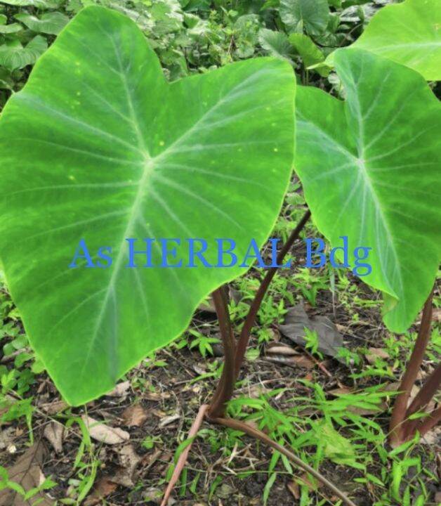 Daun talas hitam / talas wulung / keladi hitam 20 lembar | Lazada Indonesia