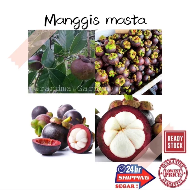 (GG real plant) anak pokok manggis masta ^ cepat berbuah hybrid premium top quality kebun fruits ...