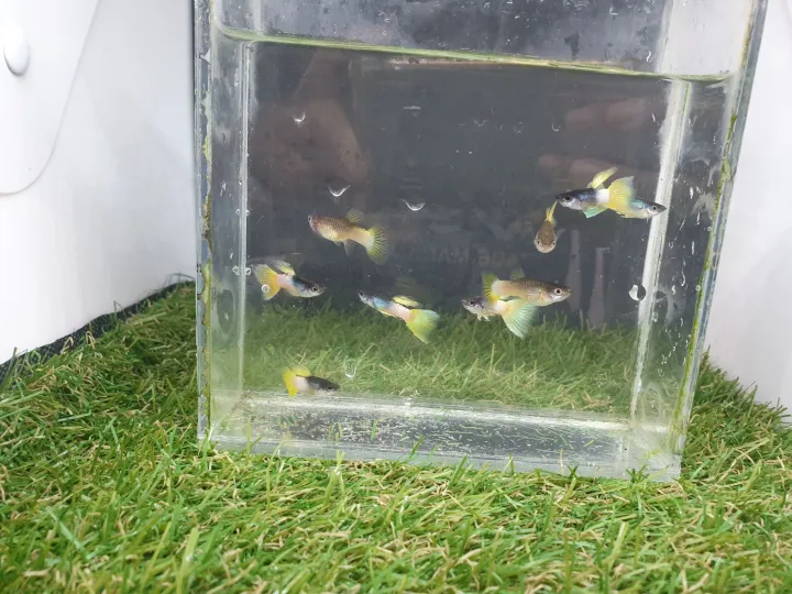 Guppy Yellow Pingu | Lazada