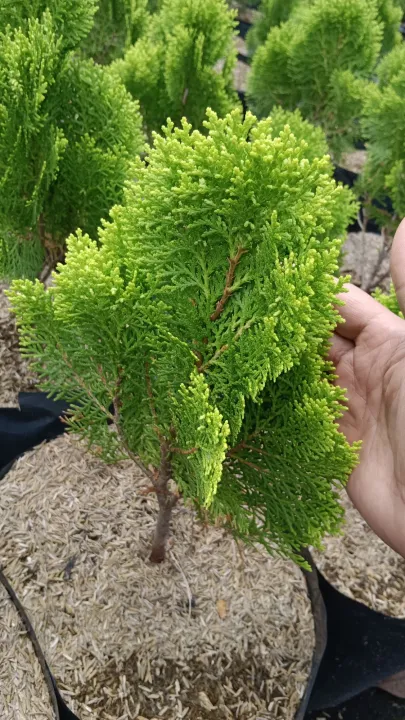Cypress Pine Tree | Lazada PH