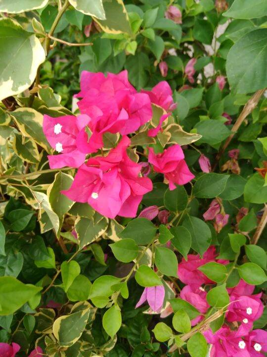 BOUGAINVILLEA ANAK POKOK HIDUP BUNGA KERTAS RANDOM COLOUR ANAK POKOK ...