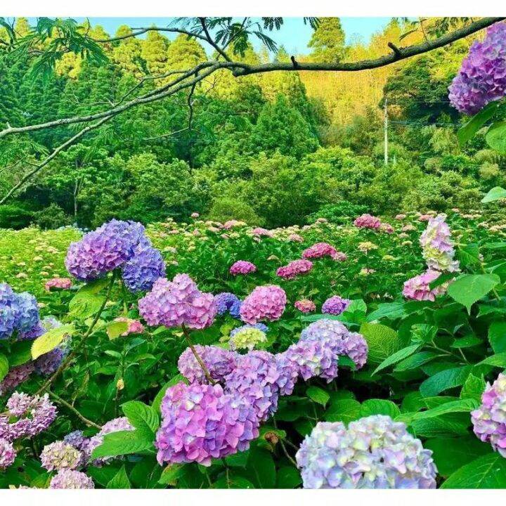 Tanaman bunga panca warna | Lazada Indonesia