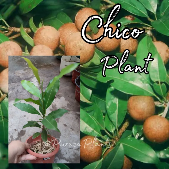 Chico Plant Rooted Stable | Lazada PH