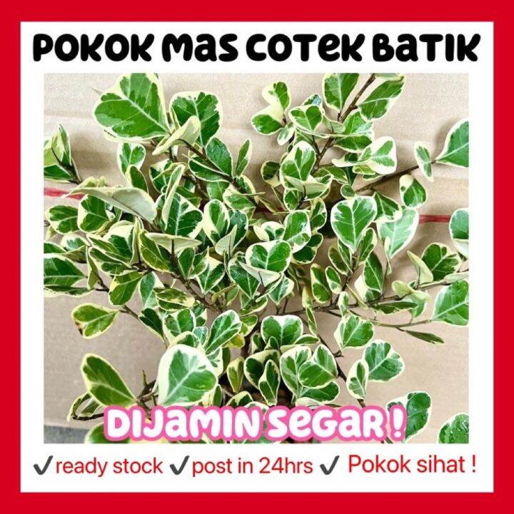 Rina • pokok mas cotek batik • ficus triangularis variegated tumbuhan ...