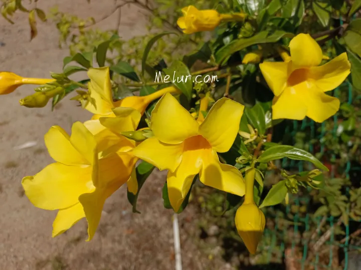 MDC- [ Bunga ] ANAK POKOK Alamanda Bunga Kuning / Allamanda Cathartica ...