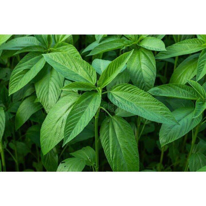 Saluyot Seeds(50 seeds) | Lazada PH