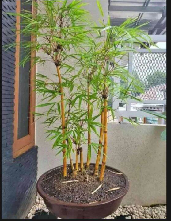 TANAMAN HIAS BAMBU KUNING/BAMBU AMPEL | Lazada Indonesia
