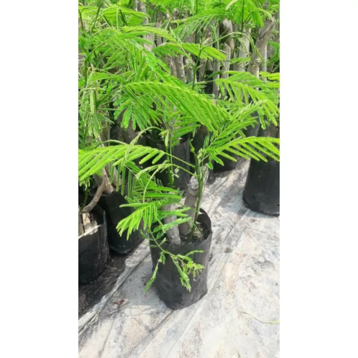 ต้นชะอมหนามน้อย แบบกิ่งชำ พร้อมปลูก | Lazada.co.th