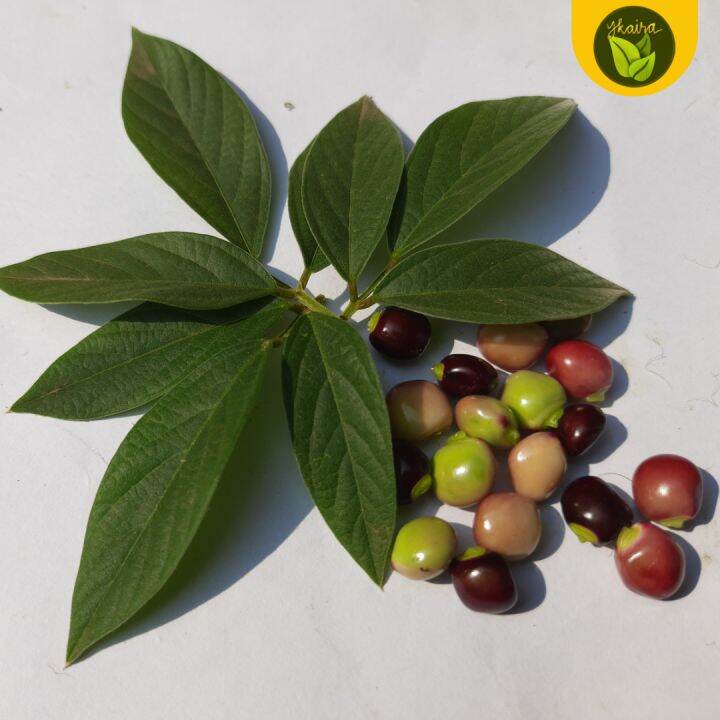 100 seeds for planting kadyos pigeon pea plant binhi pantanim | Lazada PH