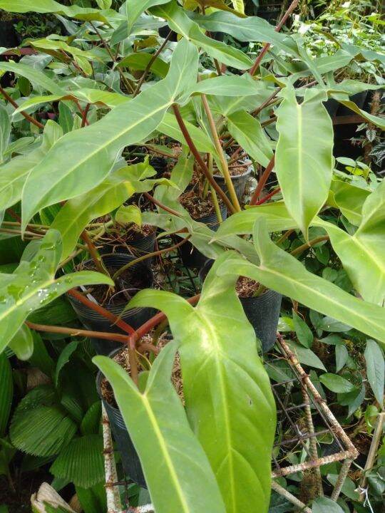 Philodendron mexicanum | Lazada PH