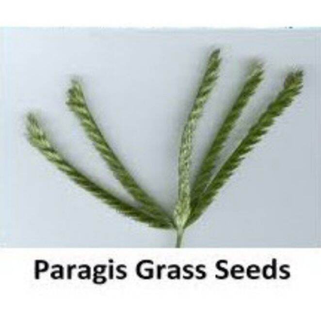 Paragis Grass Seeds (100 seeds) | Lazada PH