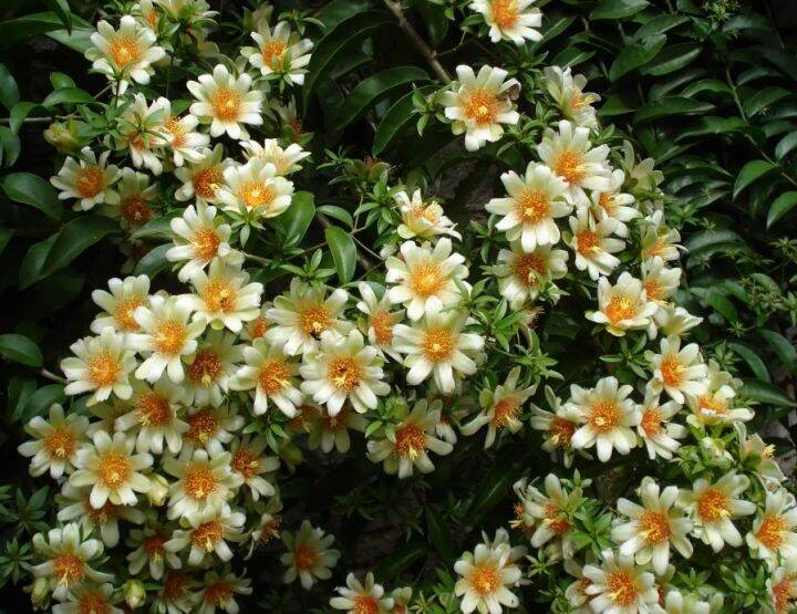 Bunga Tongkeng sayur | Lazada Indonesia