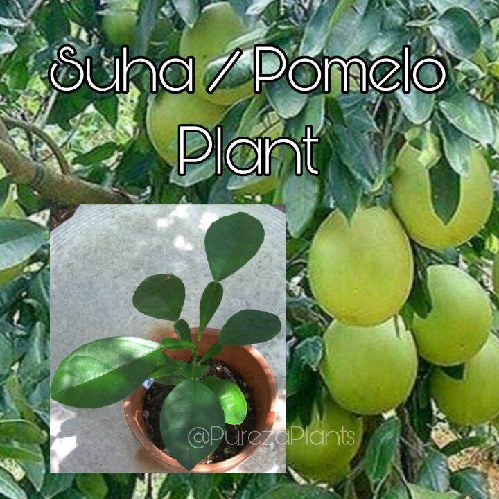 Suha / Pomelo Davao Rooted Plant | Lazada PH