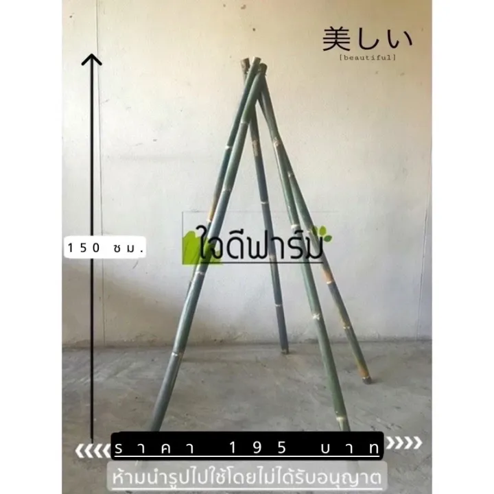 ค้างกระโจมไม้เลื้อย,ค้างไม้เลื้อย,ไม้ไผ่อเนกประสงค์ สูง150ซม ราคา 195 ...