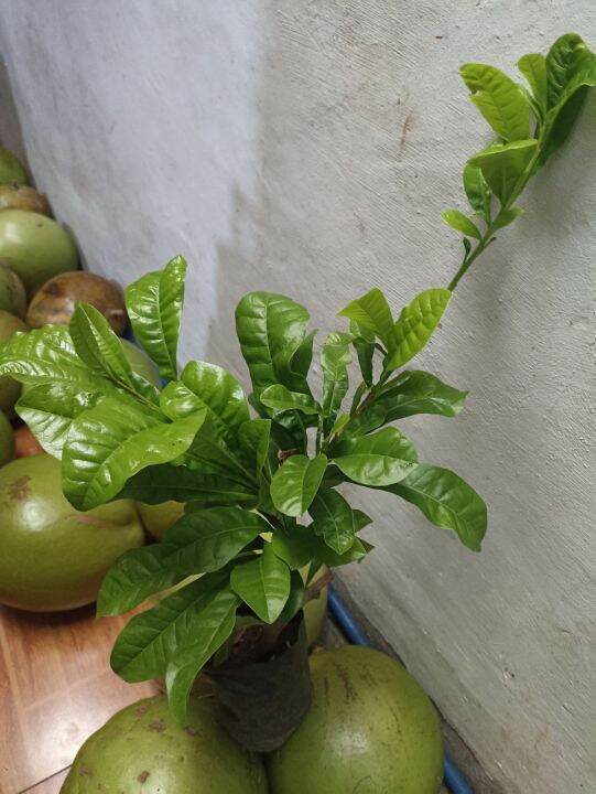 Calabash/Miracle Fruit Cuttings or Sanga Seedlings | Lazada PH