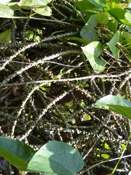 Makabuhay Plant or known as panyawan | Lazada PH