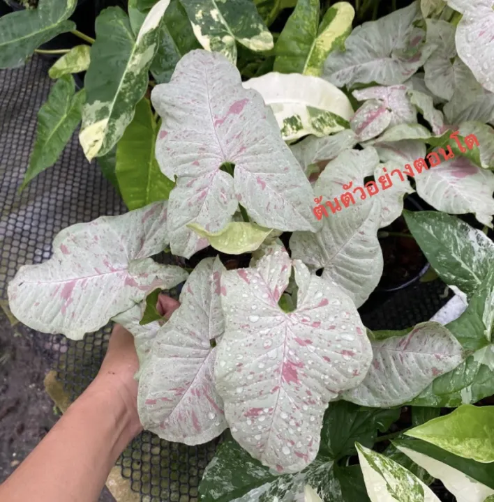 Syngonium milk confetti มิ้วคอนเฟตติ น้องนมชมพู(ใบตัดสด ใบข้อมีรากอากาศ ...