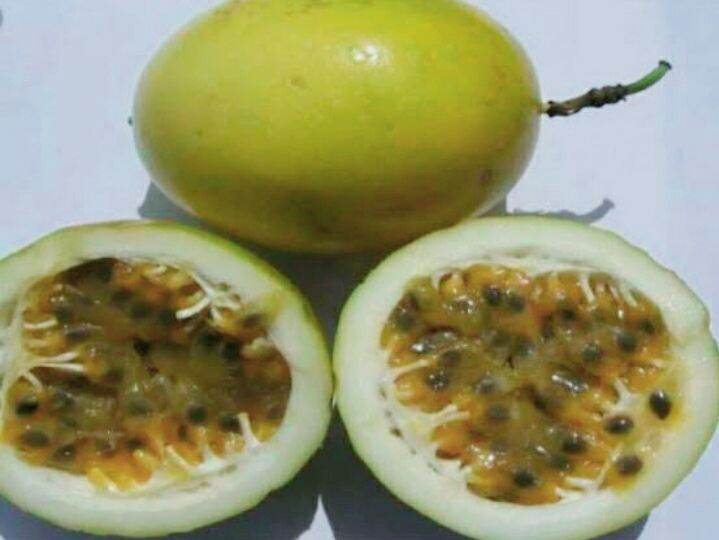 buah markisa kuning segar 1kg murah | Lazada Indonesia