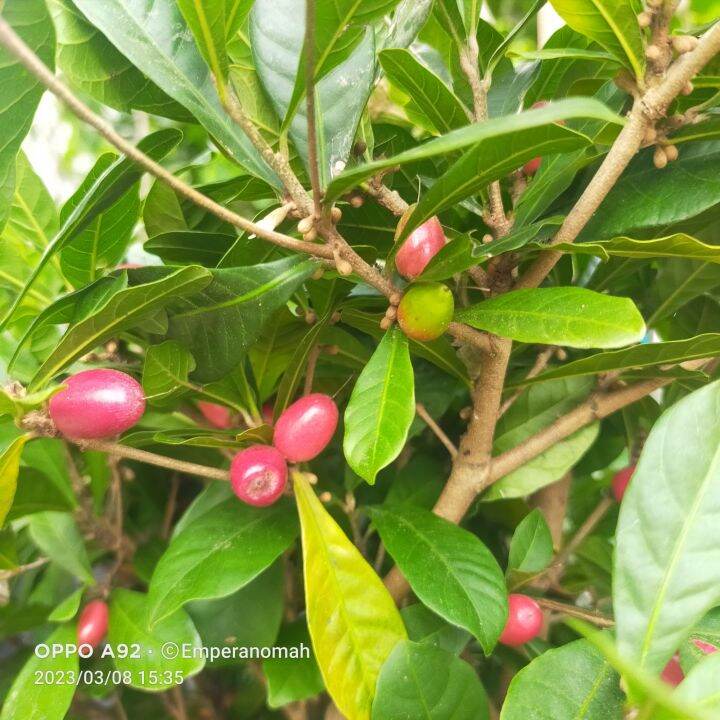 Bibit Tanaman Buah Magic Miracle atau Buah Ajaib Super | Lazada Indonesia