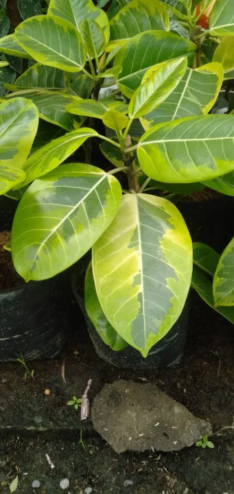 Rubber tree Lemon lime | Lazada PH