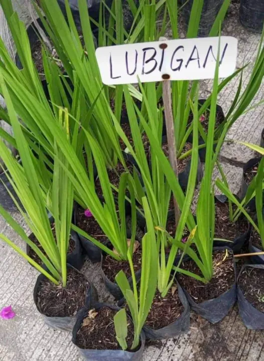 Lubigan | Lazada PH