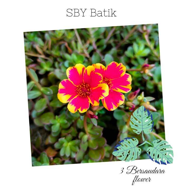 Sutra bombay batik bisa cod | Lazada Indonesia