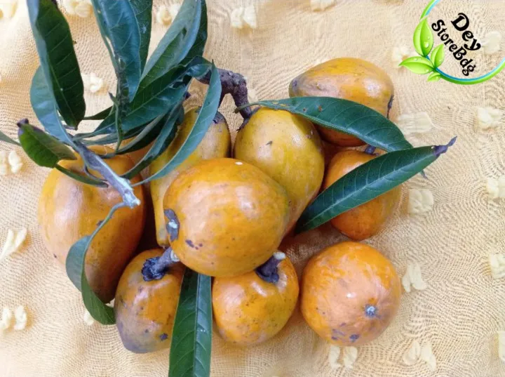 Buah alkesa hutan atou campoleh per 1 kg | Lazada Indonesia