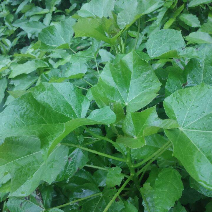 Daun Kaliki// daun jarak// daun peking | Lazada Indonesia