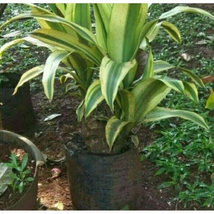 Tanaman Hias Andong Varigata - Pohon Andong/Hanjuang Daun Kuning Hijau ...