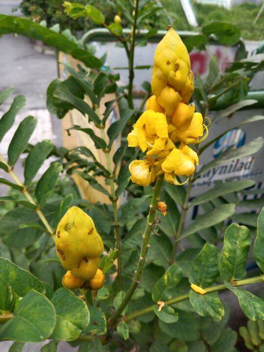 ACAPULCO seeds | Lazada PH