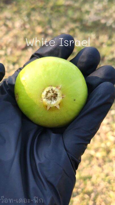 #ว๊อท-เดอะ-ฟิก ต้นมะเดื่อฝรั่ง White Israel Fig ผลไม้สุขภาพ อร่อย ปลูก ...