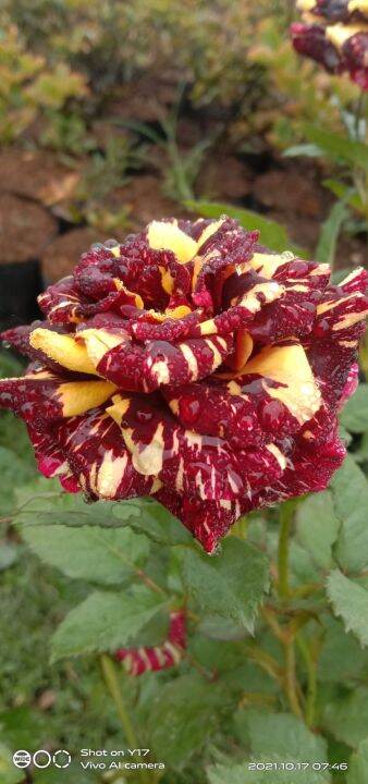 bunga mawar batik abra kadabra | Lazada Indonesia