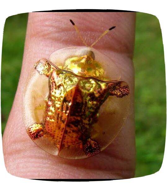 kepik mas - kepik emas - hewan koleksi - kepik mas | Lazada Indonesia
