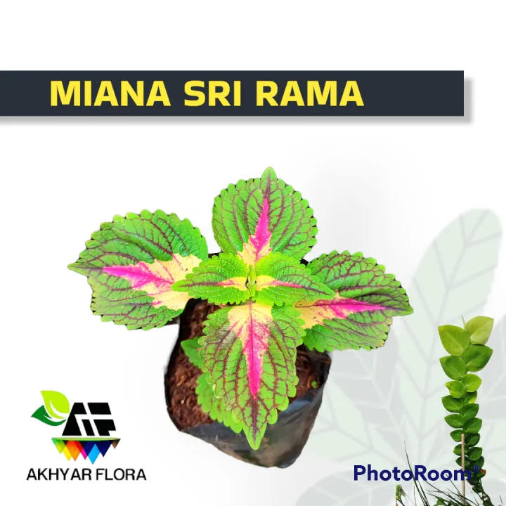 Miana Sri Rama Tanaman Hias Daun Miyana Iler Coleus Tanaman Hias ...
