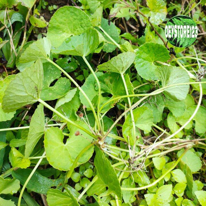 Daun Antanan Gunung Segar per 500 grm | Lazada Indonesia